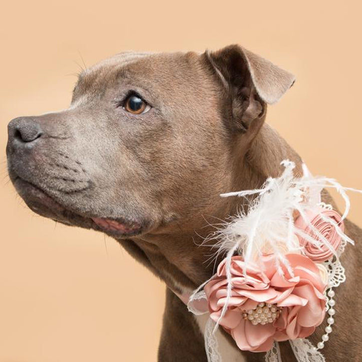 Blush, Dusty Pink & Soft Pink Dog Collars | Elegant Handmade ...